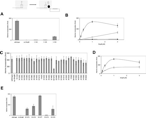 Role Of The C Terminal Tail Of Smpb In The Early Stage Of Trans Translation