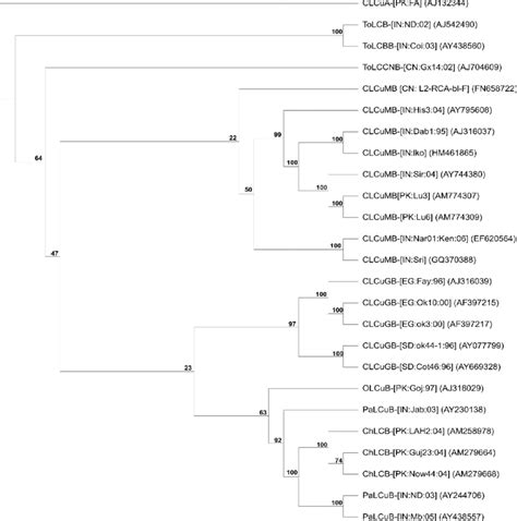 Phylogenetic Dendrogram Based Upon An Alignment Of The Full Length Download Scientific Diagram