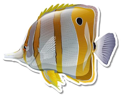 Zebra Butterfly Fish Ob Zebra Cichlid Vibrant Colors And Hardy For