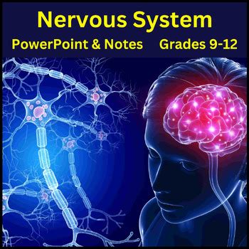 Nervous System PowerPoint Notes By Scholarly Biology TPT
