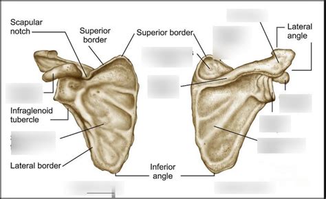 Scapula Bone Markings Diagram Quizlet