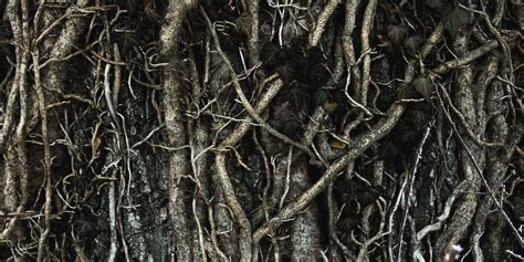 Tree Root Mapping Using Gpr Geoscan British Columbia