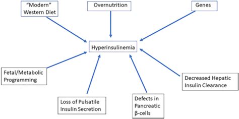 Insulin And The Hpa Axis In The Metabolic Syndrome Encyclopedia Mdpi