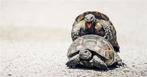 S Th T V I S Ng T Nh D C C A Ng V T Khoahoc Tv