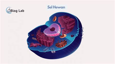 Gambar Struktur Sel Hewan Dan Penjelasannya