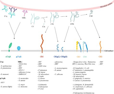 Figure 1 From Utilization Of Complement Receptors In Immune Cell Microbe Interaction