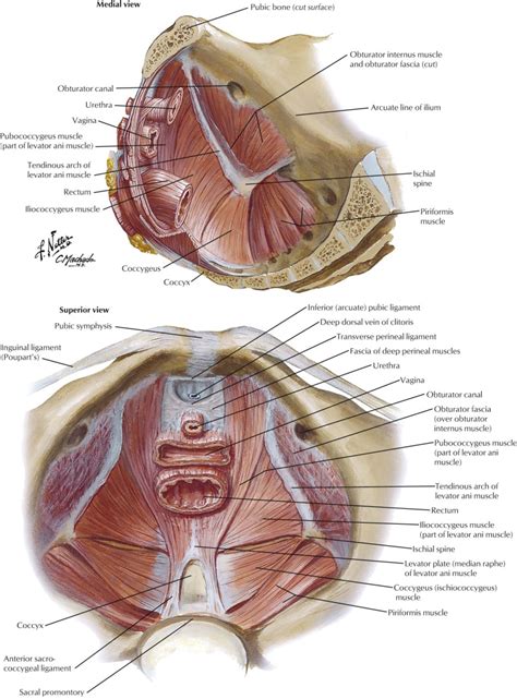 Pelvis Netter