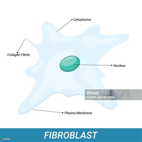 Structure Of Human Fibroblast Cell Stock Illustration Download Image Now Fibroblast Acid
