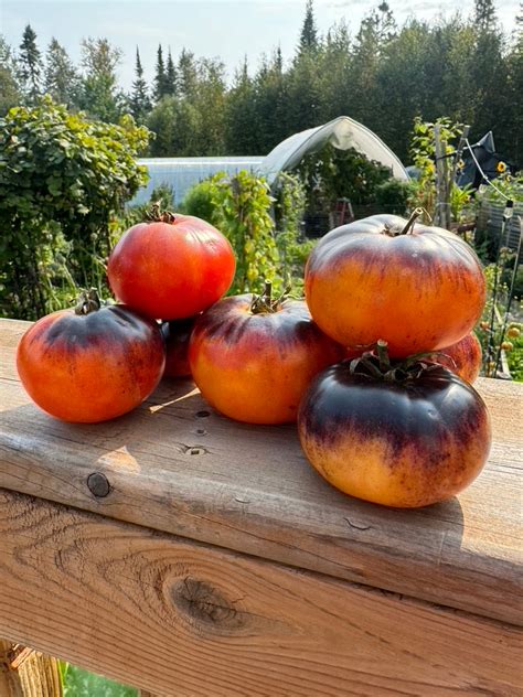 Tomato Alices Dream The Superior Gardener