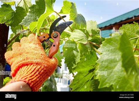 Man Gardening In Backyard Workers Hands With Secateurs Cutting Off