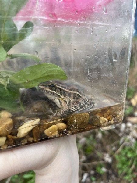 My Gfs Find Rherping