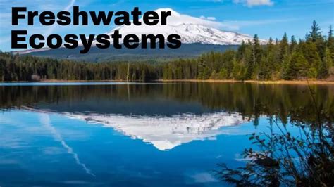 Freshwater Ecosystem Types Fresh Water Life Cycles Activities