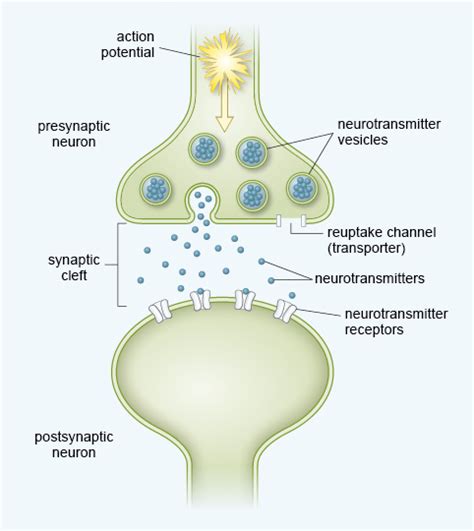 Synaptic Cleft Dopamine