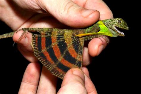 Five Banded Gliding Lizard Proving Dragons Are Mythical No More