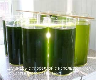 ХЛОРЕЛЛА – ВЕЛИЧАЙШЕЕ ОТКРЫТИЕ ХХ ВЕКА