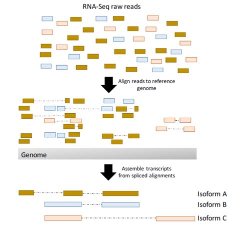An RNA Seq Primer RNA Seq Blog
