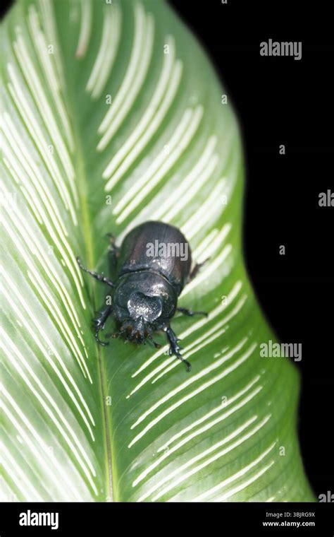 Coconut Rhinoceros Beetle Oryctes Rhinoceros Scarabaeidae Is Strong Pest Of Palm Trees And