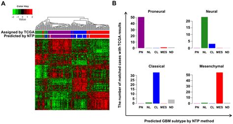 the ‘ntp method predicting gbm subtypes a hierarchical clustering