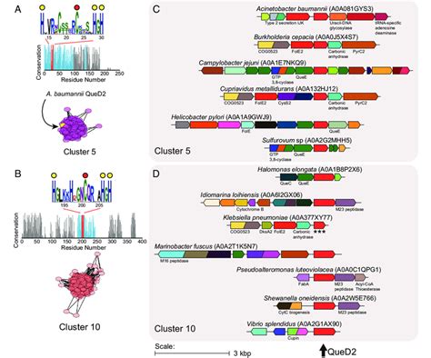 Ssn And Gnn Analysis Of Qued2 Proteins Sequence Conservation And