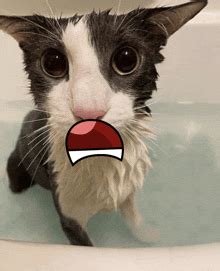 Wet Cat Funny S Tenor