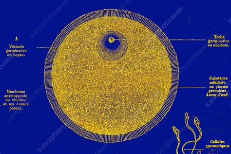 Labeled Human Egg Cell