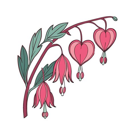 Stylish Bleeding Heart Flower Design 57810432 Vector Art At Vecteezy