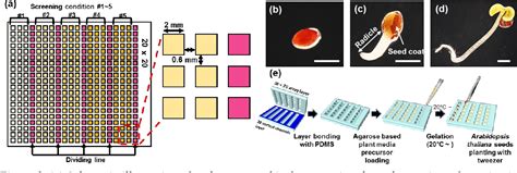 Figure 1 From Fabrication Of Plant Array Chip For High Throughput Germination And Growth Rate