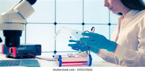 566 Gel Loading Images Stock Photos Vectors Shutterstock