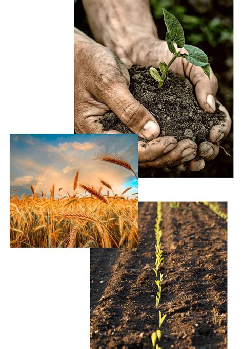 Home Swatagriculture Gos Pk