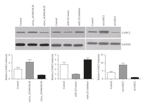 Lamc2 Was Positively Correlated With The Expression Of Lncac00654828