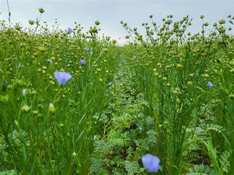Intercrops Humic Acid Highlighted At Serf Manitoba Co Operator