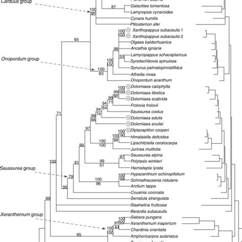 The 50 Majority Rule Consensus Tree Derived From Bayesian Analysis Of