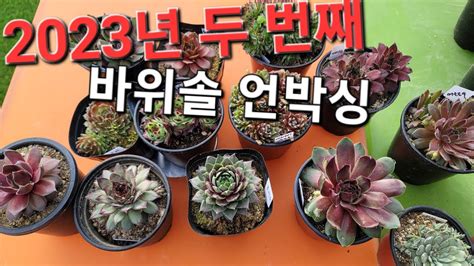 용설tv시청후 바위솔 구매했어요 바위솔 종류 확인하면서 언박싱해볼까요 Youtube