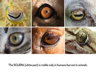 Design And Neuroscience The Eyes Pdf