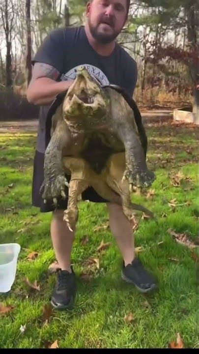 The safe way to handle snapping turtles - YouTube