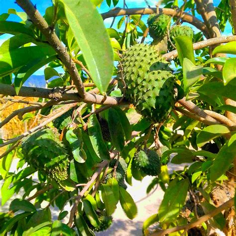 Soursop Guanabana Trees For Sale