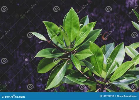 Mangrove Tree Beautiful Mangrove Leafmangrove Forest In Thailand