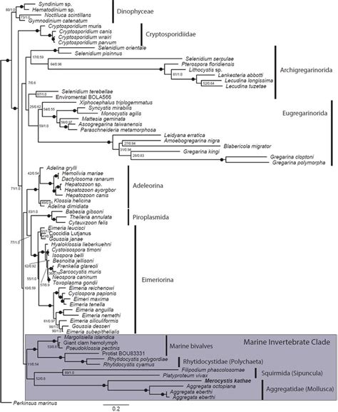 Phylogenetic Tree Maximum Likelihood Ml Topology Of Alveolate Taxa