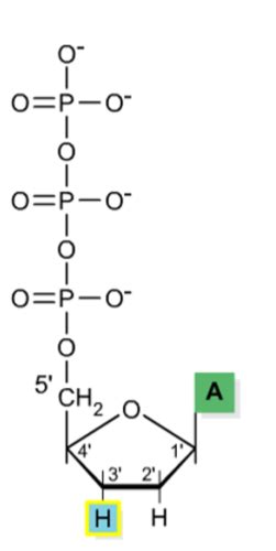 Sequencing Flashcards Quizlet