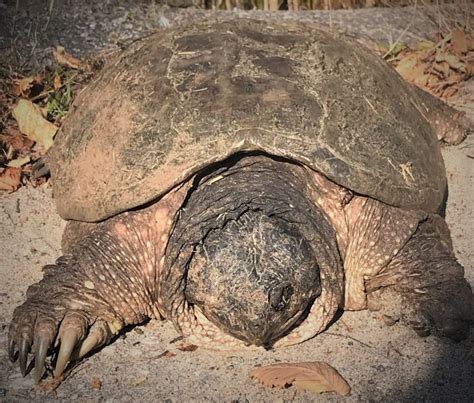 125 Year Old Turtle Missing From Rural Ontario Wetlands Cbc News
