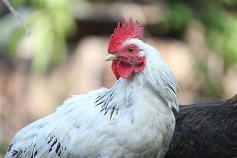 Безкоштовне стокове фото Gallus Gallus Domesticus вертикальні постріл