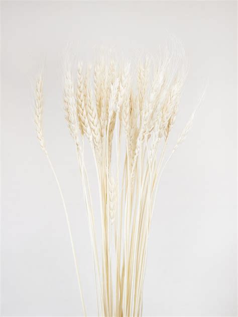 Пшениця вибілена біла купити в Україні за низькою ціною • Dfb Elements