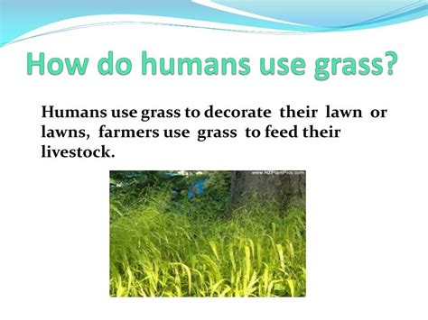 PPT Grass PowerPoint Presentation Free Download ID