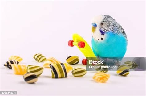 플라스틱 장난감 스케이트 보드와 캔디 컬러 바탕에 하늘색 물결 앵무새 0명에 대한 스톡 사진 및 기타 이미지 0명 가축 귀여운 Istock