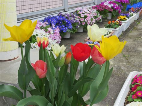 花満開です 活動報告 紀の川市立調月小学校