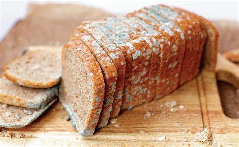 შეიძლება თუ არა დაობებული პროდუქტების ჭამა Gemrielia Ge