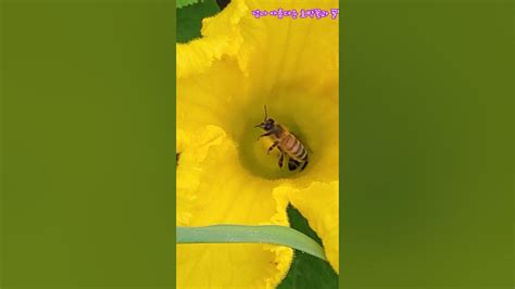 행운을 부르는 황금 빛 호박꽃과 꿀벌 Youtube