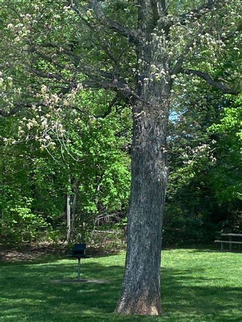 Pin By Carebearandhugs On Outdoor Aesthetic Outdoor Aesthetic Outdoor Tree