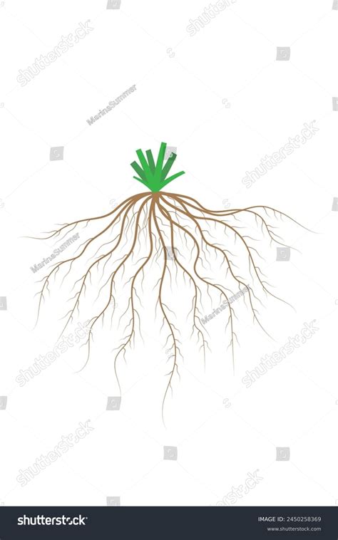 Fibrous Root System Monocots Diagram Stock Illustration 2450258369