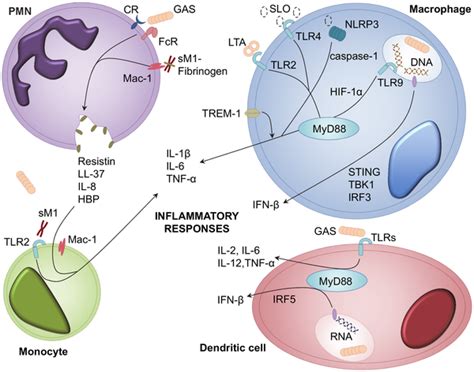 Streptococcus Cell Diagram